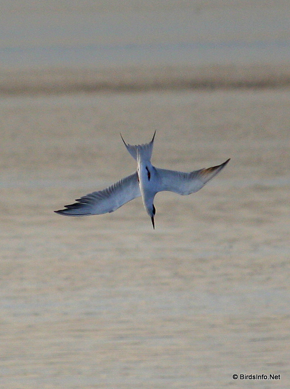 Gray-backed Tern